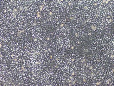 PXB-cells | 株式会社フェニックスバイオ