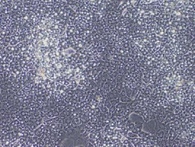 PXB-cells | 株式会社フェニックスバイオ