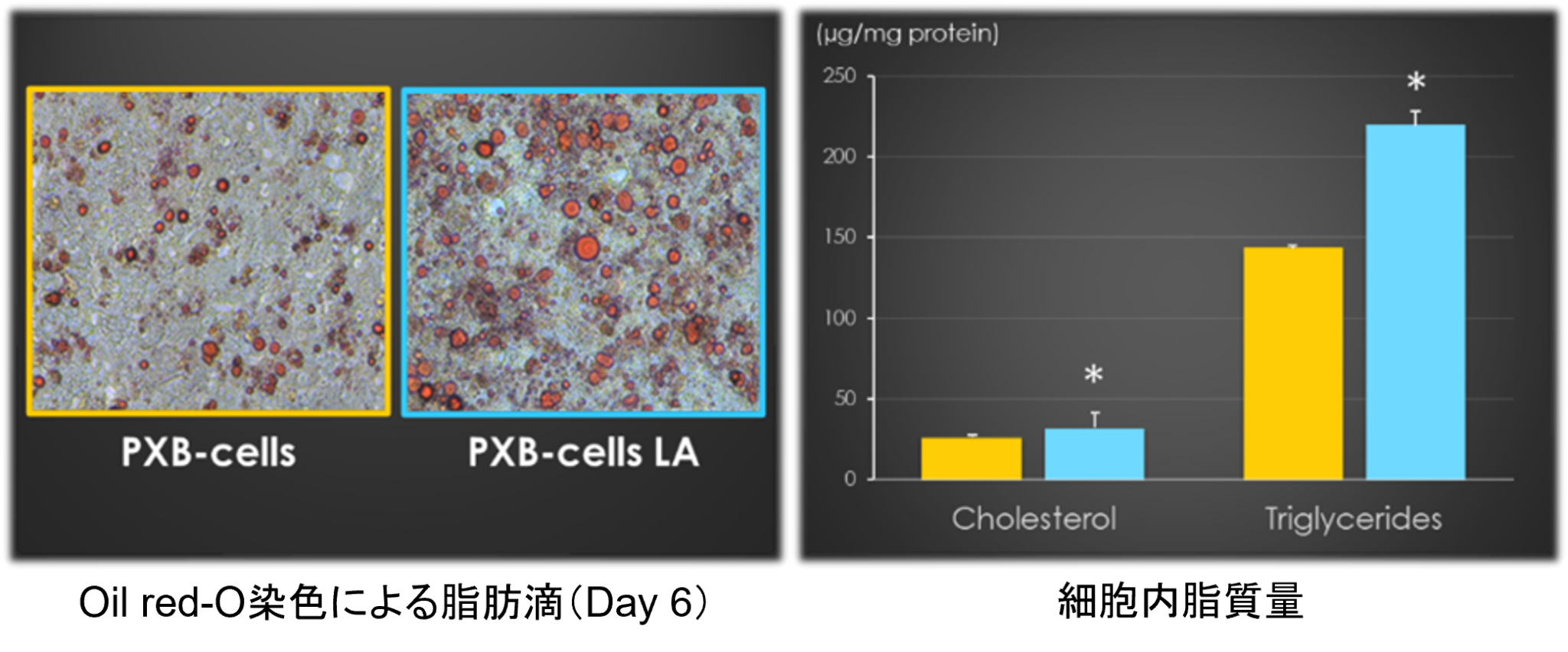 PXB-cells LA | 株式会社フェニックスバイオ