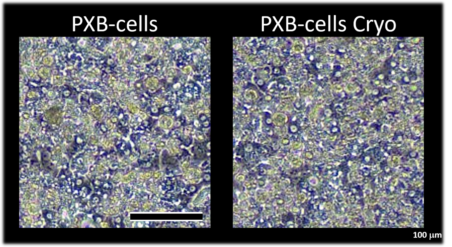 PXB-cells Cryo | 株式会社フェニックスバイオ